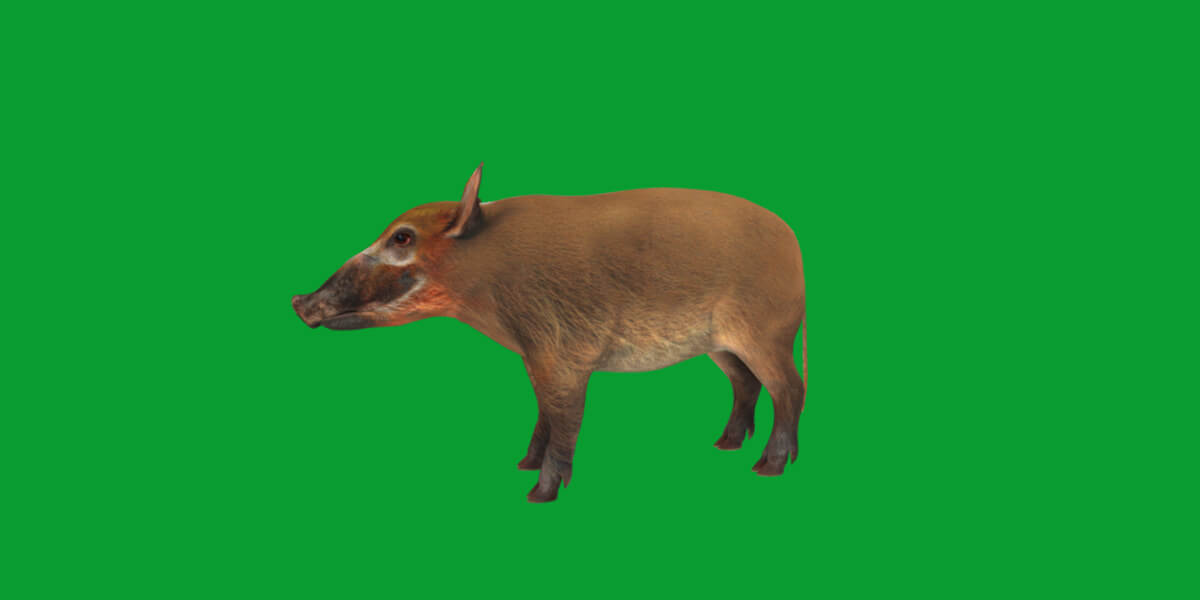 Red River Hog - 3D Model by Nyilonelycompany
