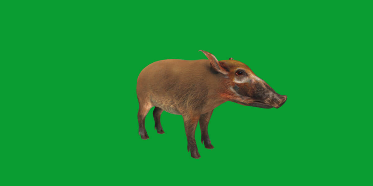 Red River Hog - 3D Model by Nyilonelycompany