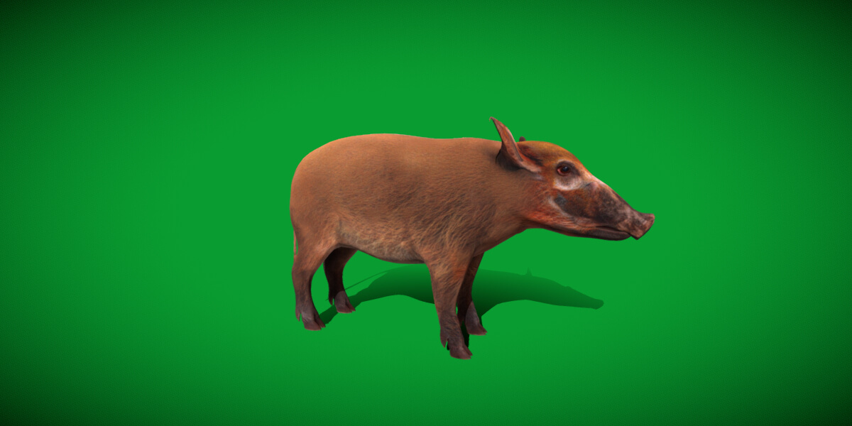 Red River Hog - 3D Model by Nyilonelycompany