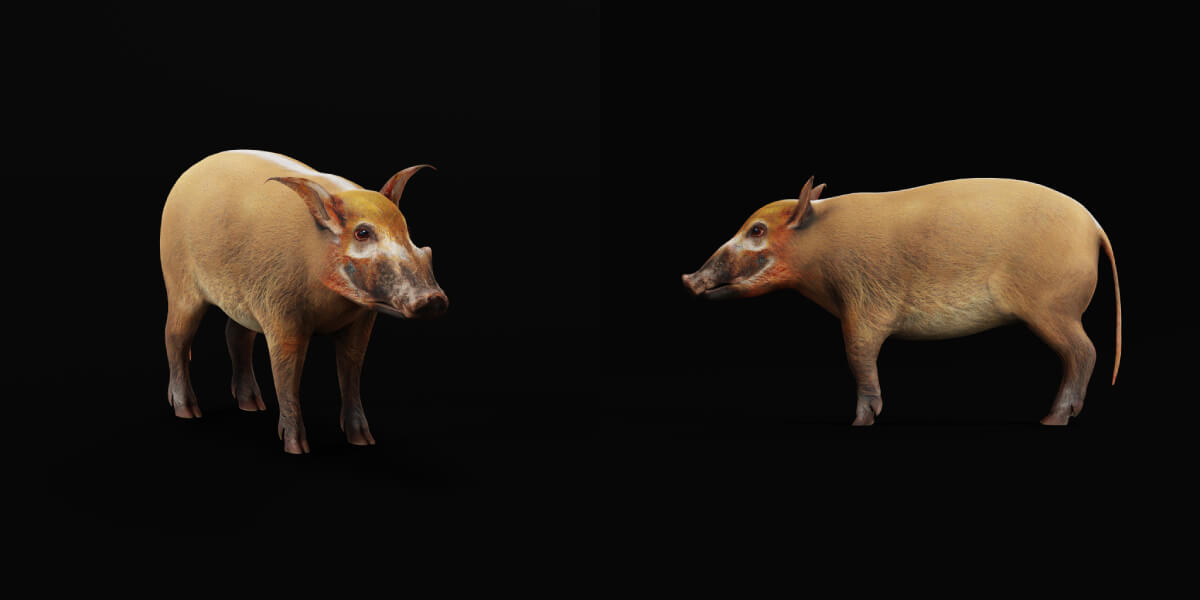 Red River Hog - 3D Model by Nyilonelycompany