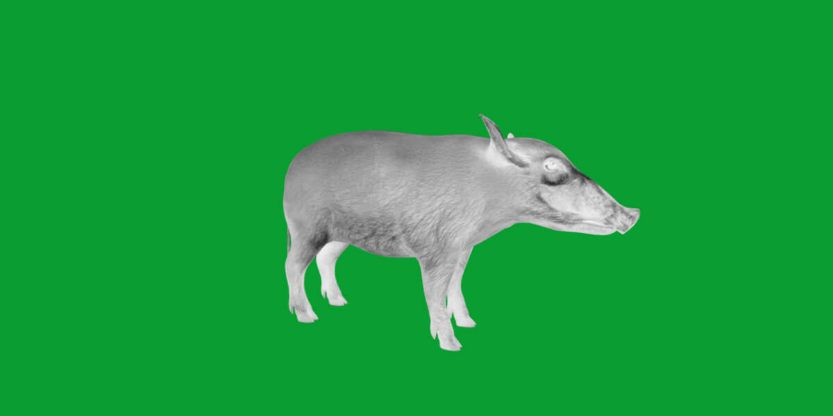 Red River Hog - 3D Model by Nyilonelycompany