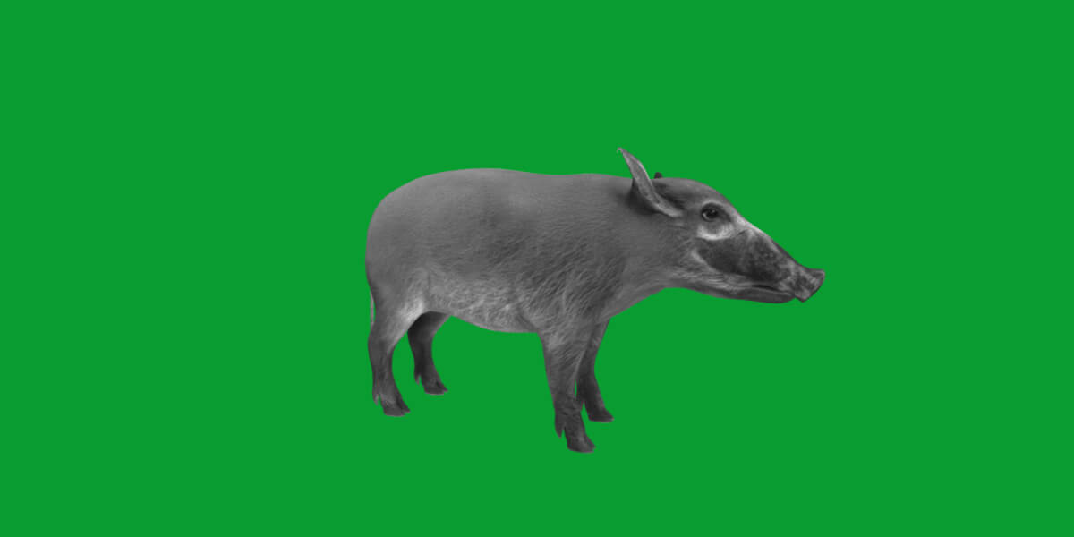 Red River Hog - 3D Model by Nyilonelycompany