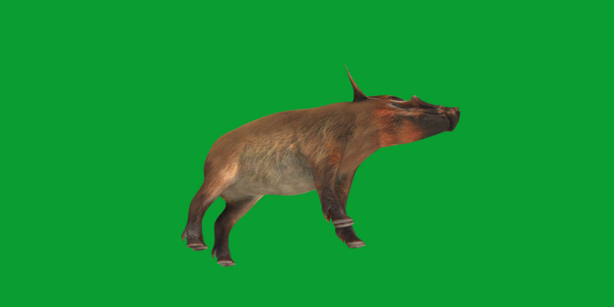 Red River Hog - 3D Model by Nyilonelycompany