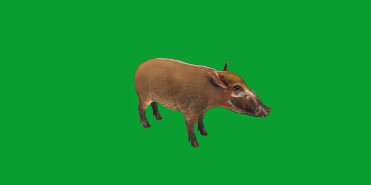 Red River Hog - 3D Model by Nyilonelycompany