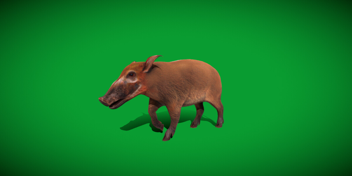 Red River Hog - 3D Model by Nyilonelycompany