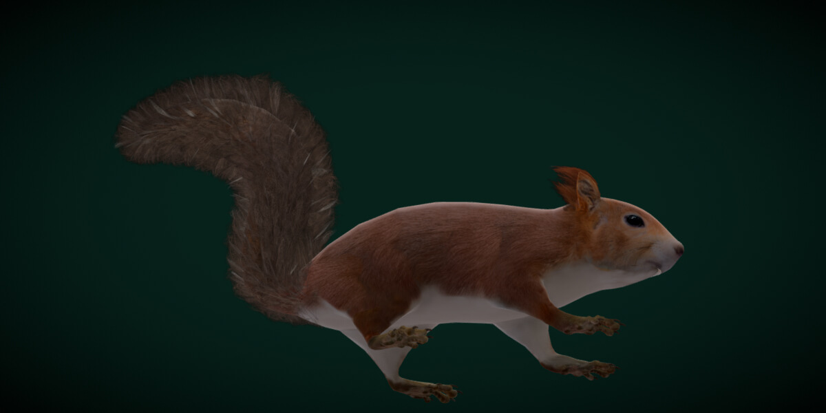 Red Squirrel Animals - 3D Model by Nyilonelycompany