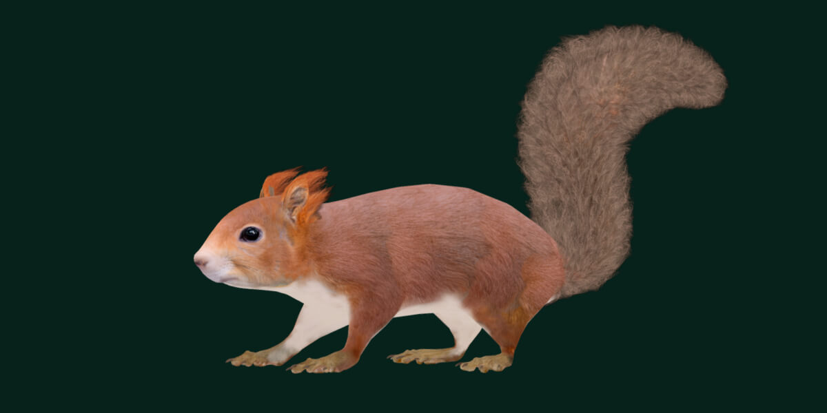 Red Squirrel Animals - 3D Model by Nyilonelycompany