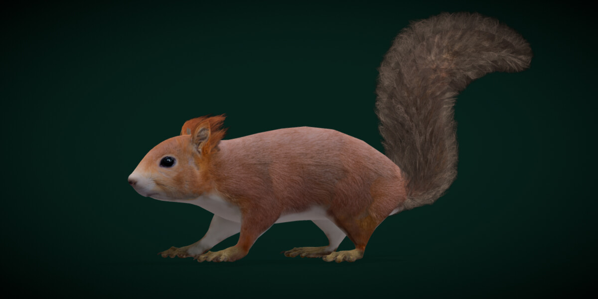 Red Squirrel Animals - 3D Model by Nyilonelycompany