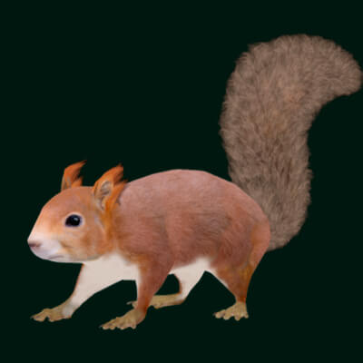 Nyilonelycompany | 3D Models | Squirrels