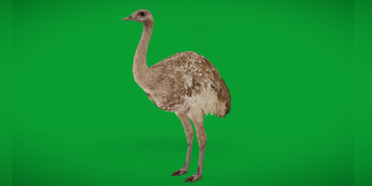Rheas American Ostrich - 3D Model by Nyilonelycompany