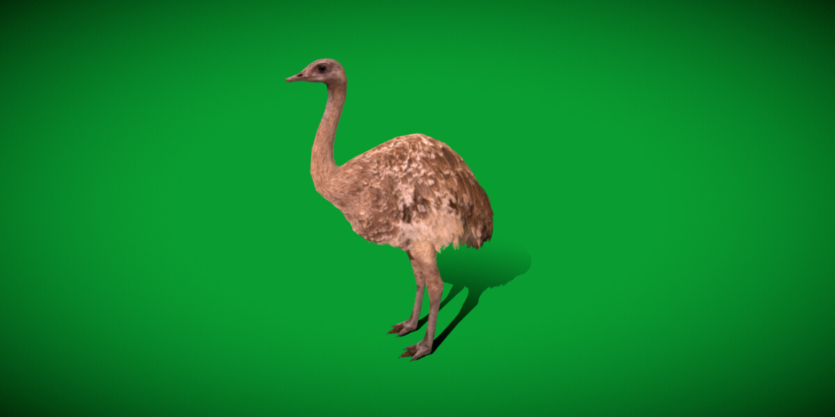 Rheas American Ostrich - 3D Model by Nyilonelycompany