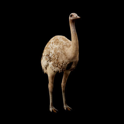 Rheas American Ostrich - 3D Model by Nyilonelycompany