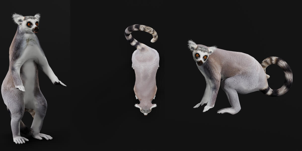 Ring Tailed Lemur - 3D Model by Nyilonelycompany