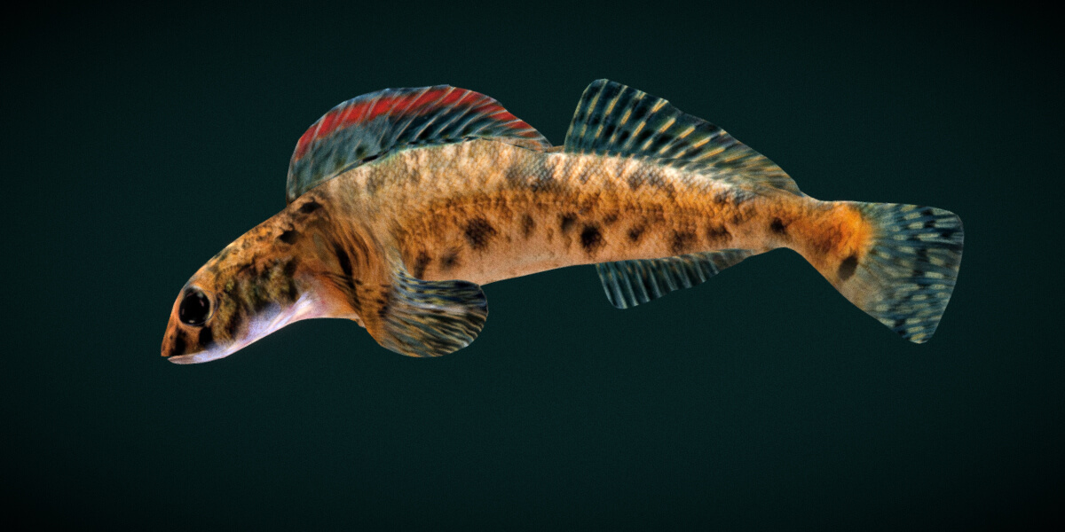 Roanoke Logperch Fish - 3D Model by Nyilonelycompany