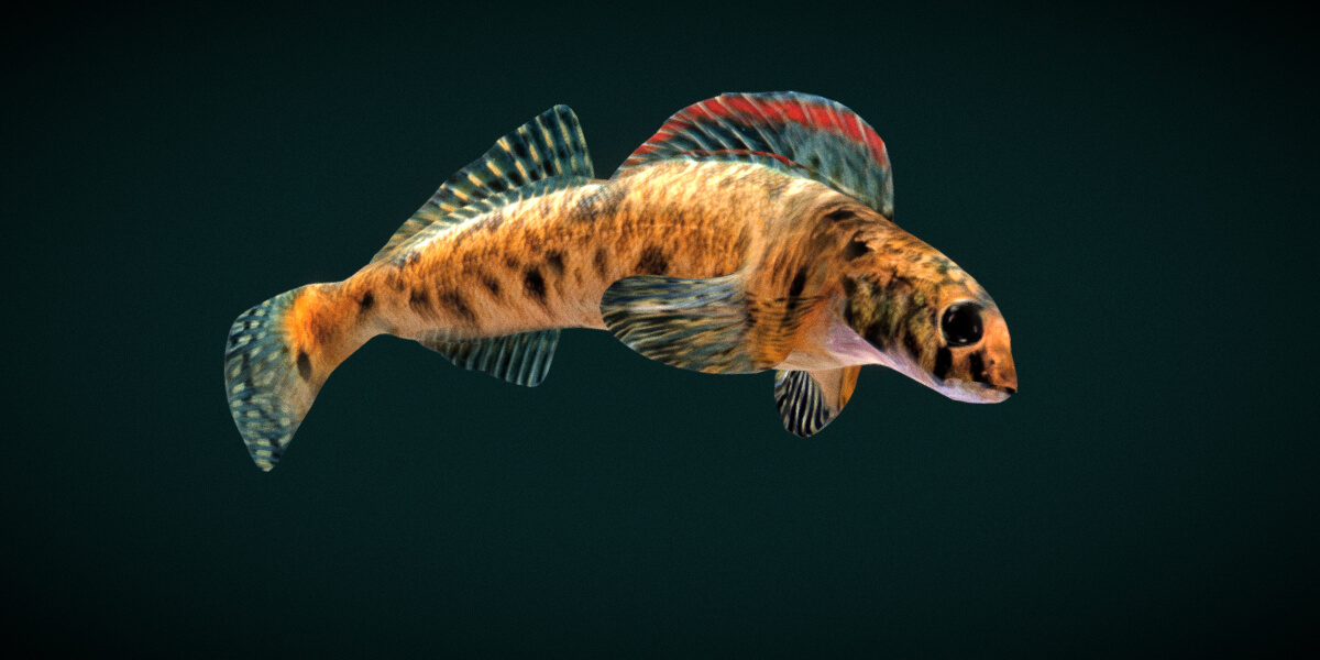 Roanoke Logperch Fish - 3D Model by Nyilonelycompany