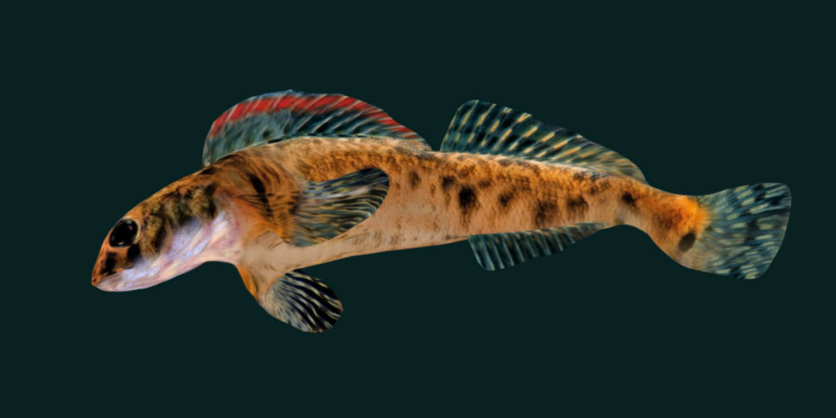Roanoke Logperch Fish - 3D Model by Nyilonelycompany