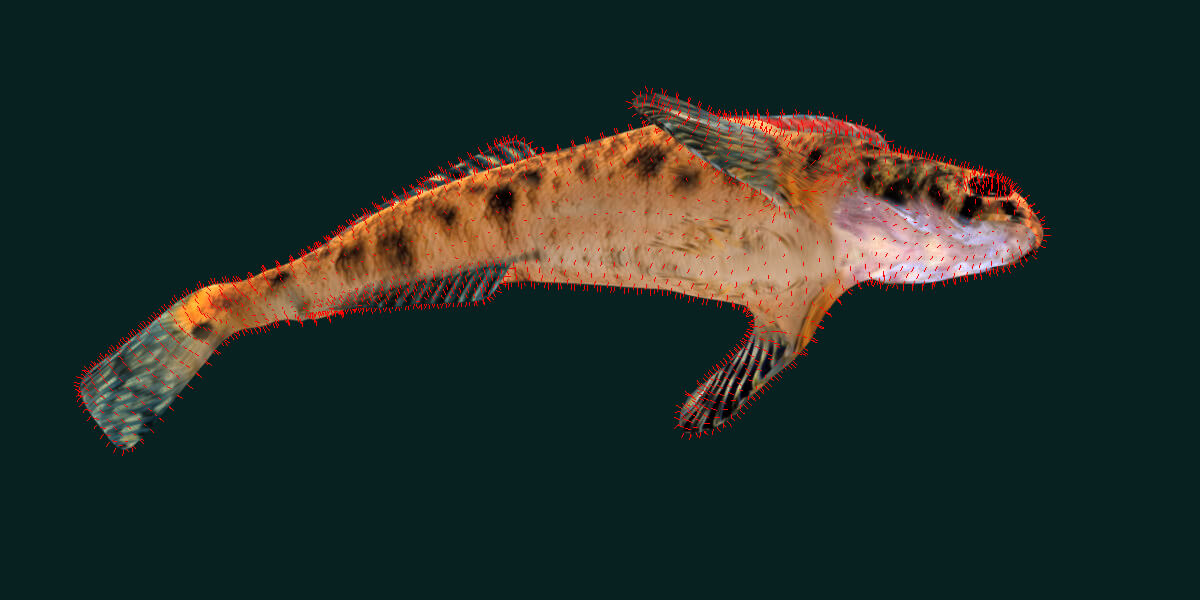 Roanoke Logperch Fish - 3D Model by Nyilonelycompany