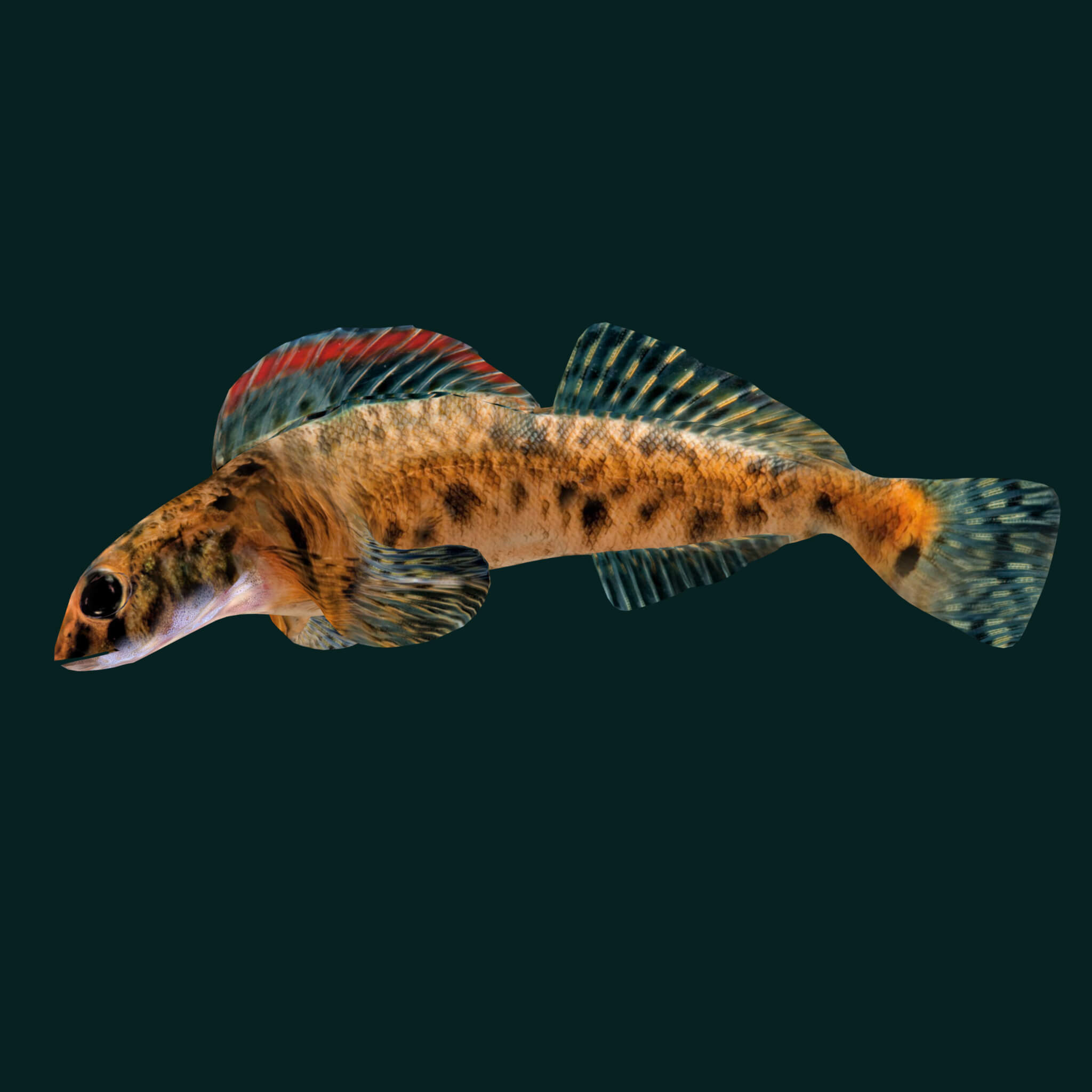 Roanoke Logperch Fish - 3D Model by Nyilonelycompany