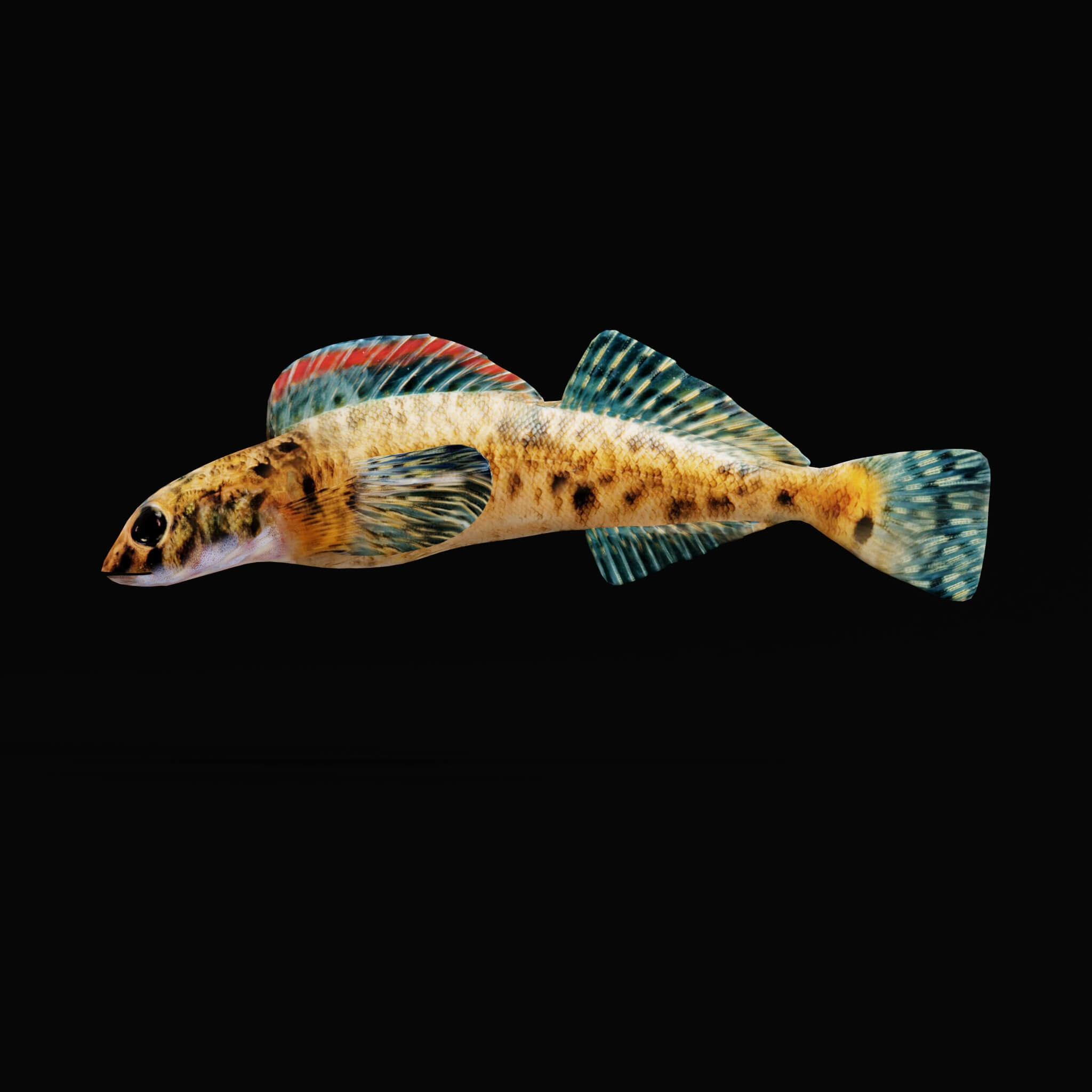 Roanoke Logperch Fish - 3D Model by Nyilonelycompany