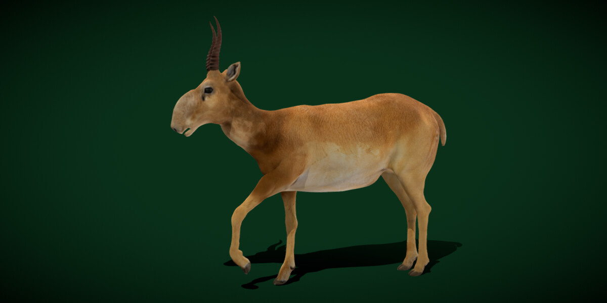 Saiga Antelope Mammal - 3D Model by Nyilonelycompany