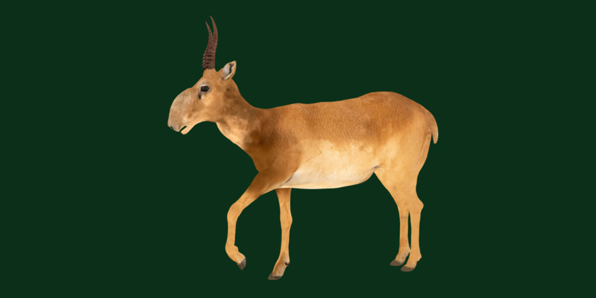 Saiga Antelope Mammal - 3D Model by Nyilonelycompany
