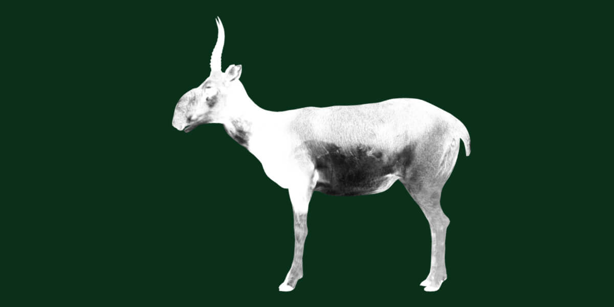 Saiga Antelope Mammal - 3D Model by Nyilonelycompany