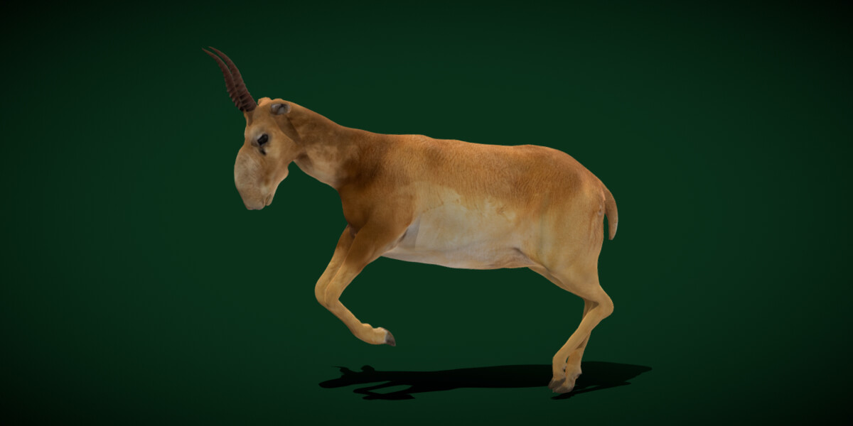 Saiga Antelope Mammal - 3D Model by Nyilonelycompany