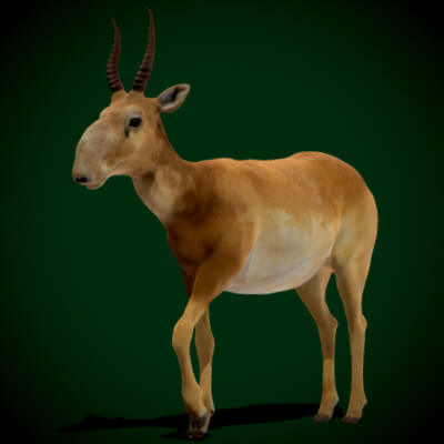 Saiga Antelope Mammal - 3D Model by Nyilonelycompany