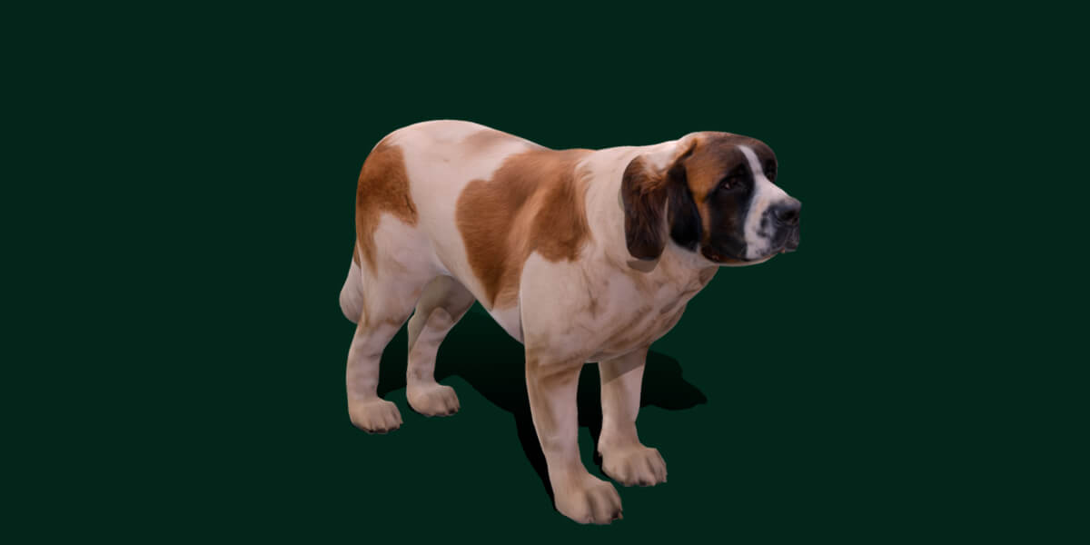 Saint Bernard Dog Breed - 3D Model by Nyilonelycompany