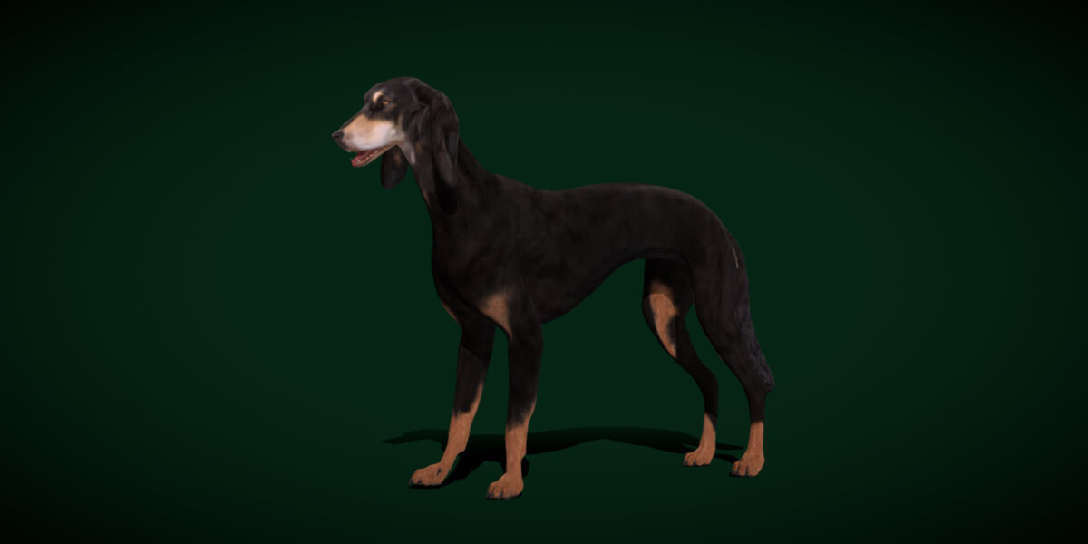 Saluki Dog Breed - 3D Model by Nyilonelycompany