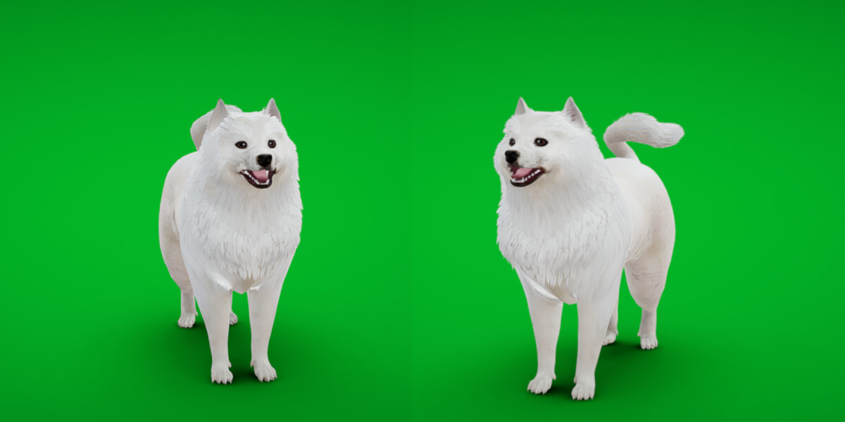 Samoyed Spitz Dog - 3D Model by Nyilonelycompany