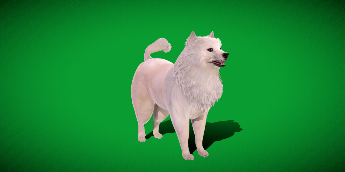 Samoyed Spitz Dog - 3D Model by Nyilonelycompany