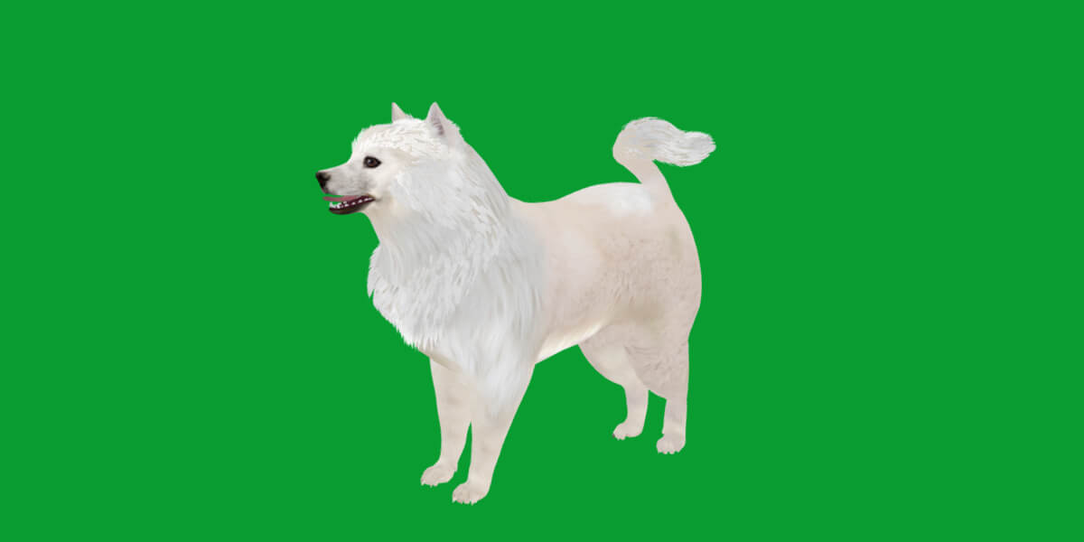 Samoyed Spitz Dog - 3D Model by Nyilonelycompany