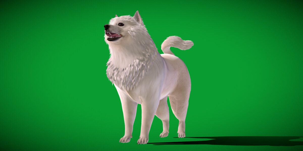 Samoyed Spitz Dog - 3D Model by Nyilonelycompany