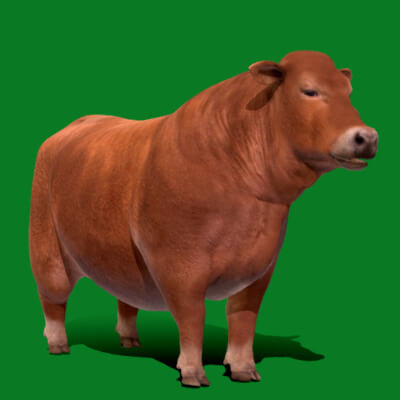 Usdz 3D Models | Animals | Cattle | RenderHub