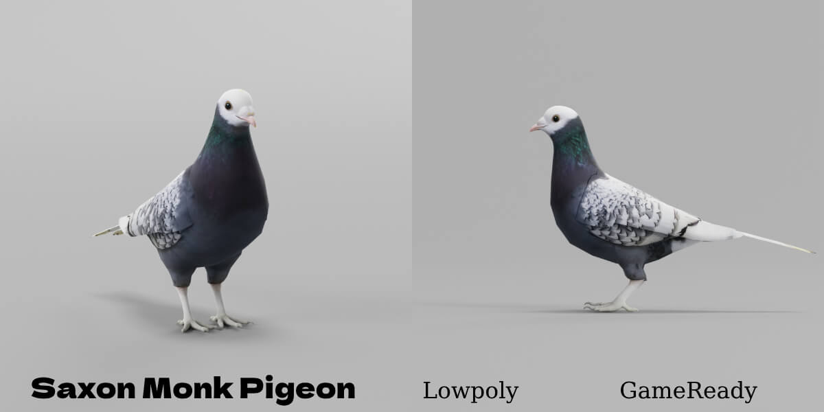 Saxon Monk Pigeon Bird - 3D Model by Nyilonelycompany