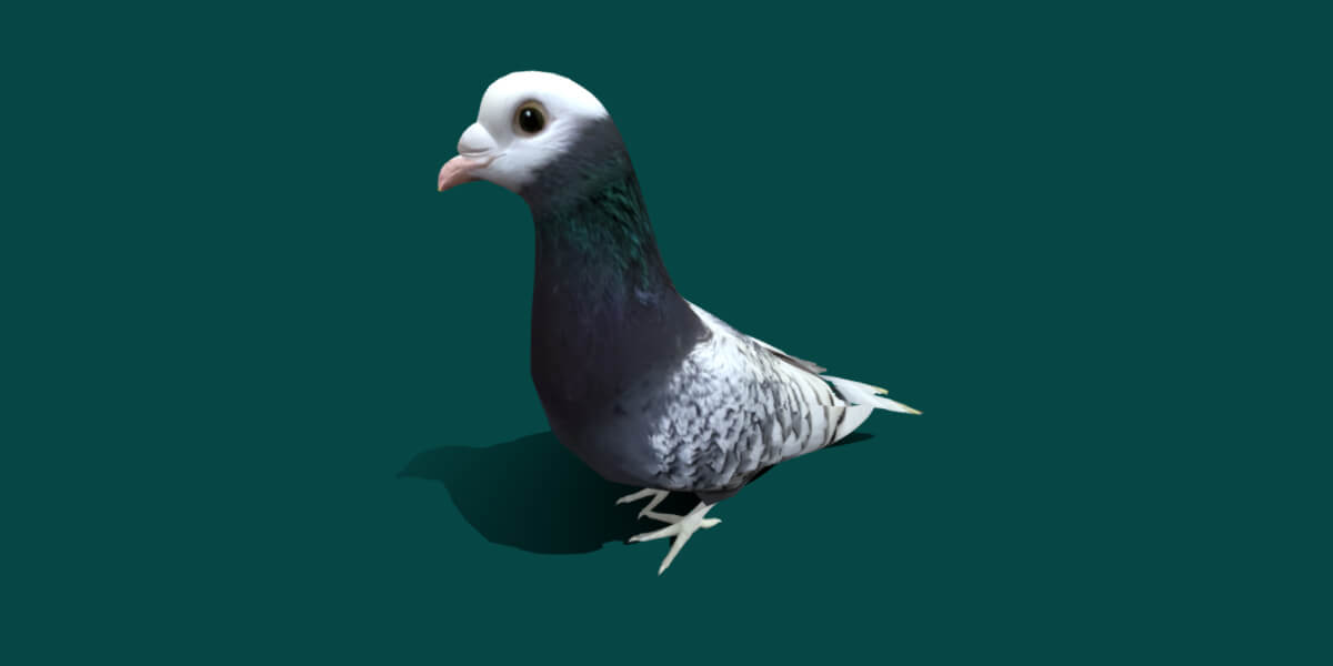 Saxon Monk Pigeon Bird - 3D Model by Nyilonelycompany