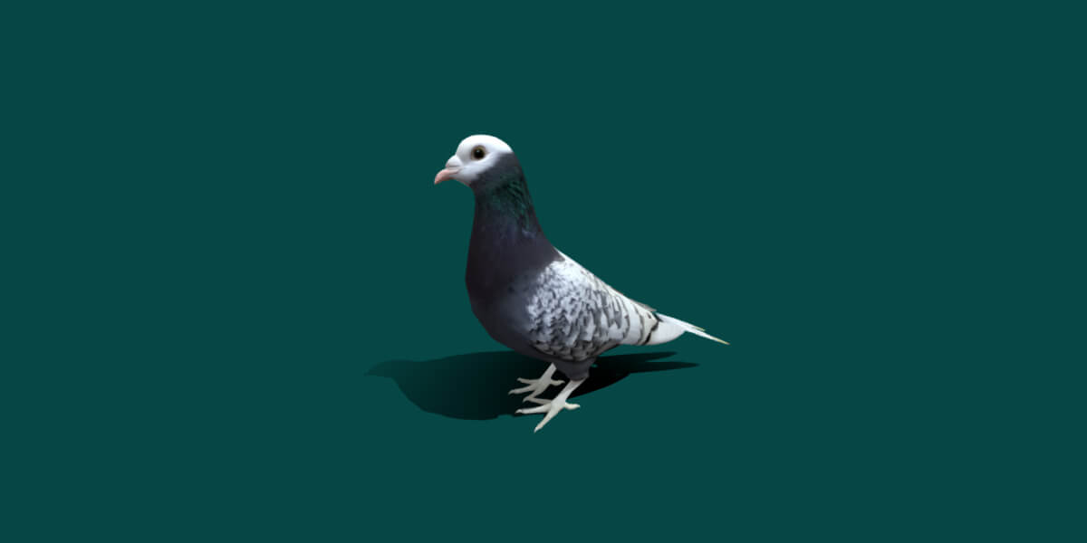 Saxon Monk Pigeon Bird - 3D Model by Nyilonelycompany