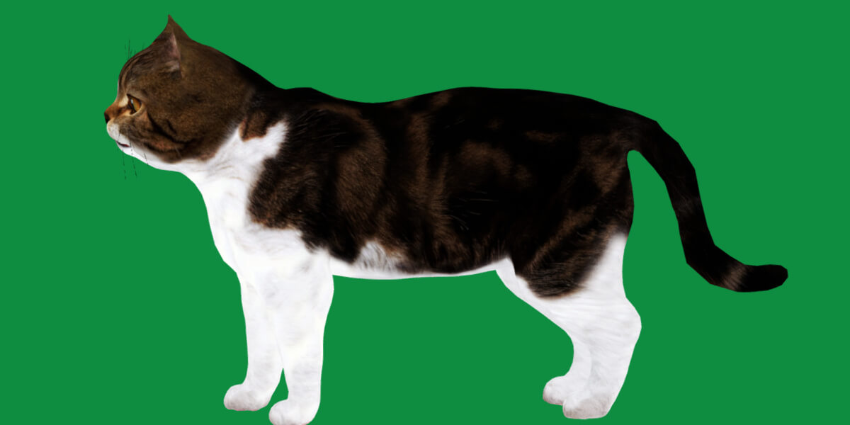 Scottish Straight Cat - 3D Model by Nyilonelycompany