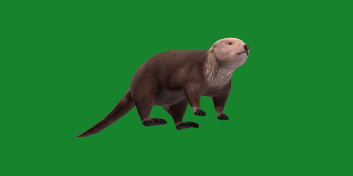 Sea Otter Mammal - 3D Model by Nyilonelycompany
