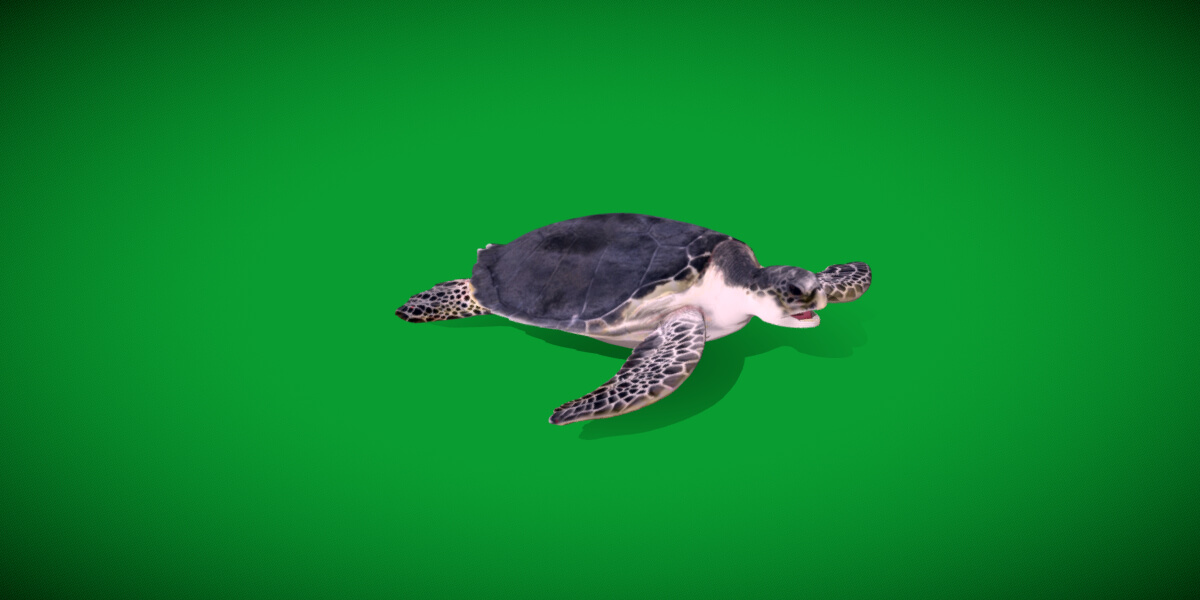 Sea Marine Turtles - 3D Model by Nyilonelycompany