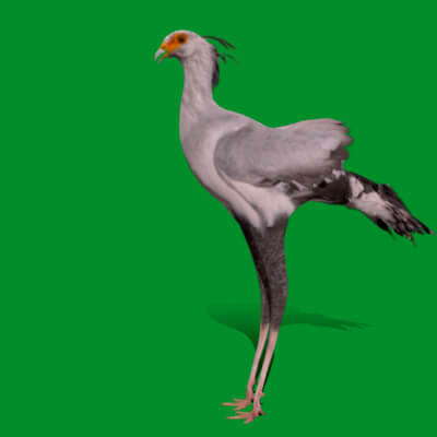 Secretary Bird - 3D Model by Nyilonelycompany