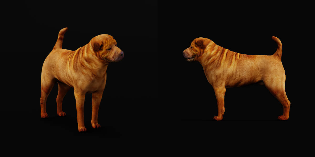 Shar Pei Dog - 3D Model by Nyilonelycompany