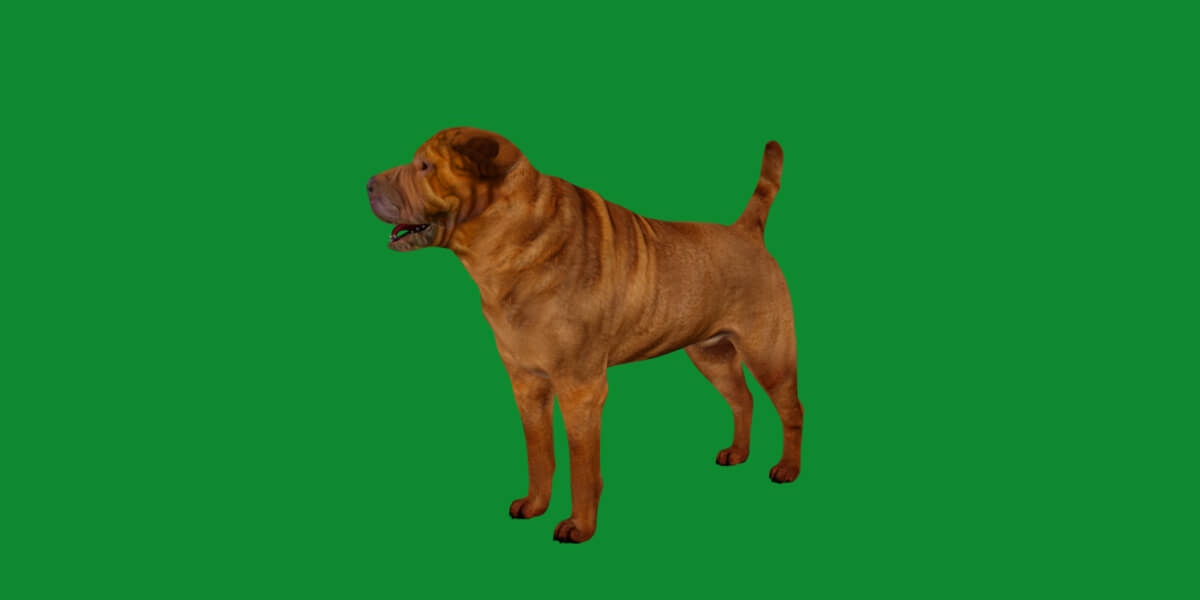 Shar Pei Dog - 3D Model by Nyilonelycompany
