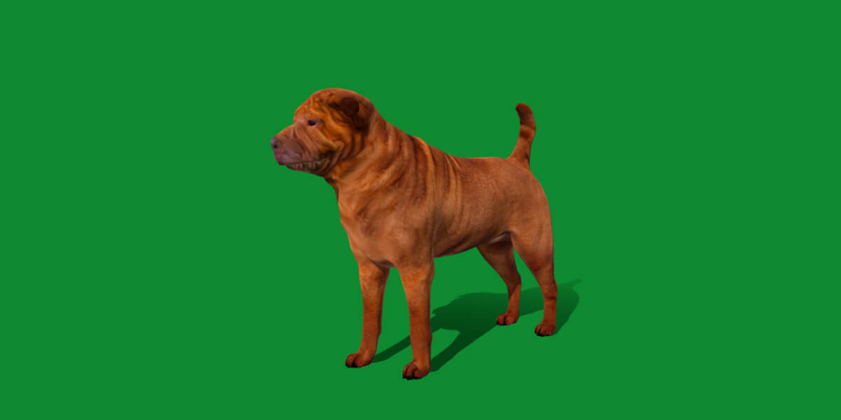 Shar Pei Dog - 3D Model by Nyilonelycompany