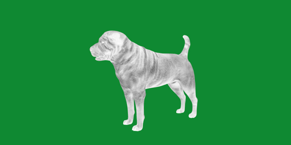 Shar Pei Dog - 3D Model by Nyilonelycompany