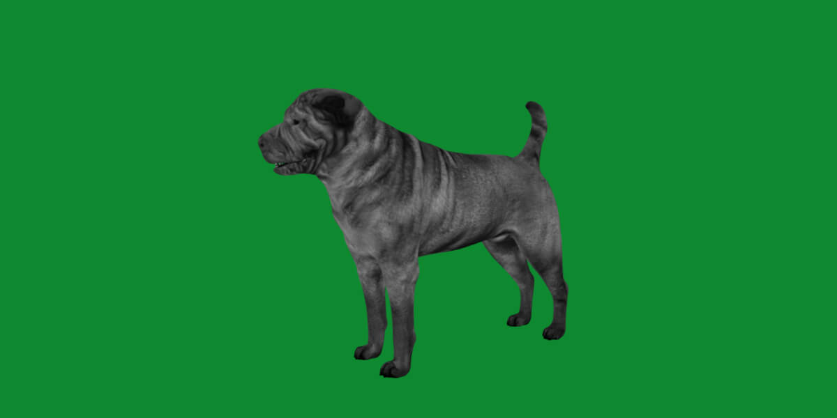 Shar Pei Dog - 3D Model by Nyilonelycompany