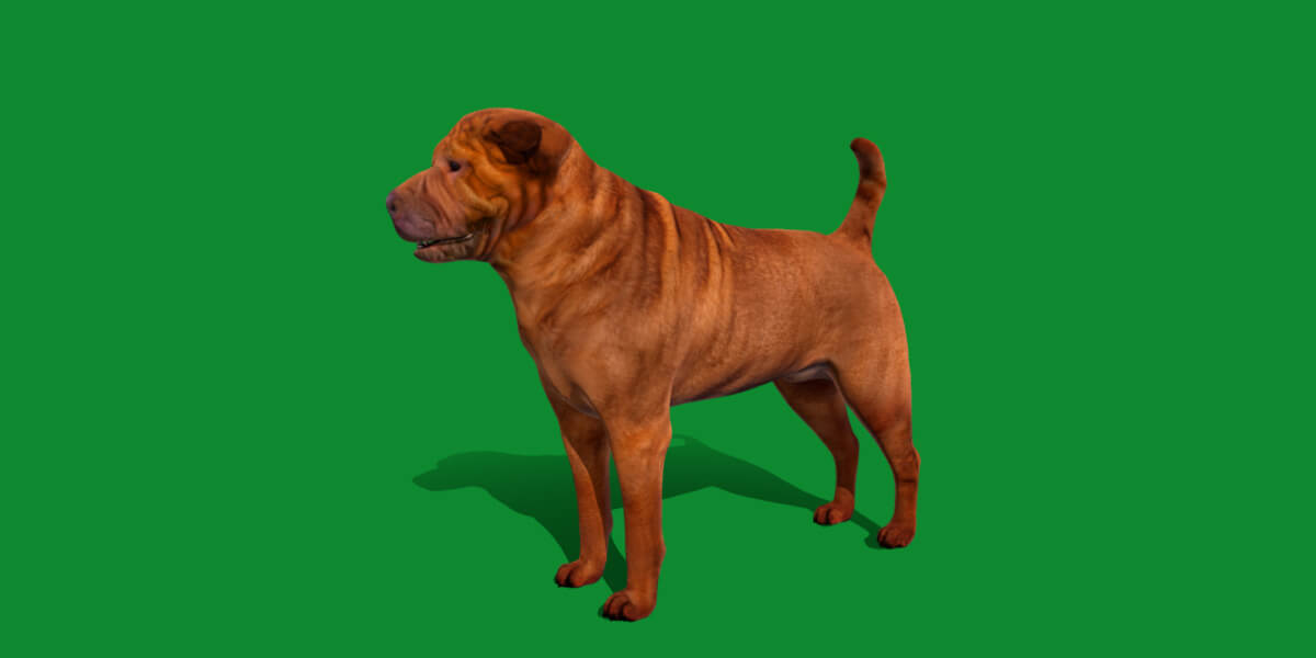 Shar Pei Dog - 3D Model by Nyilonelycompany
