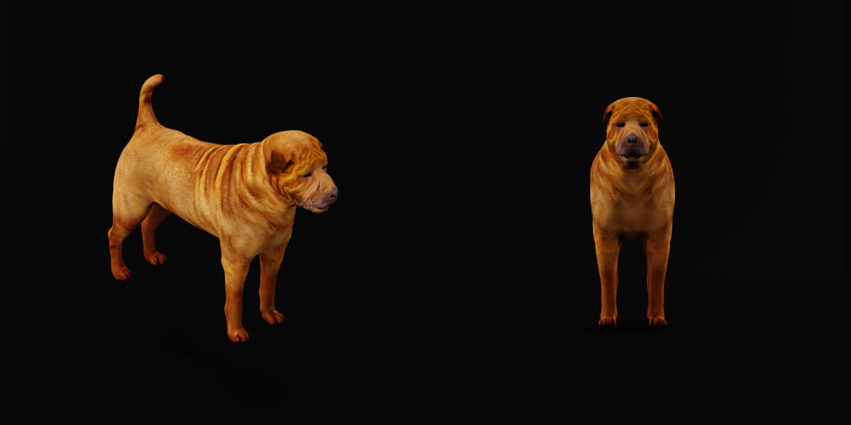 Shar Pei Dog - 3D Model by Nyilonelycompany