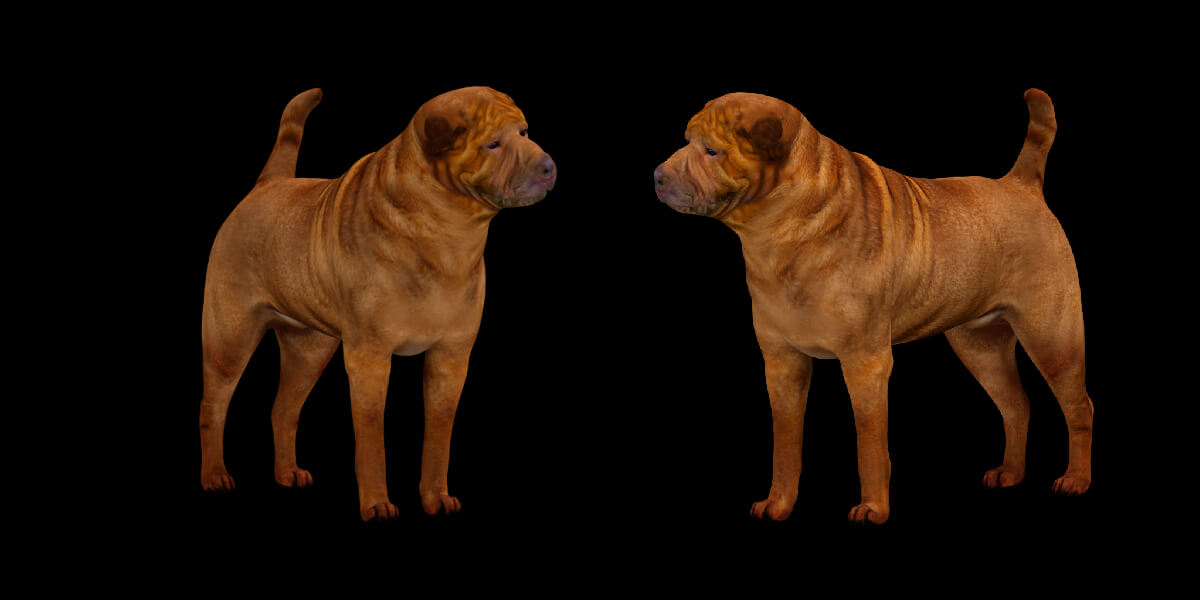 Shar Pei Dog - 3D Model by Nyilonelycompany